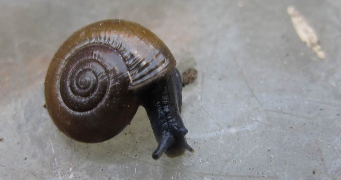 Snail tales, part II – Backyard and Beyond