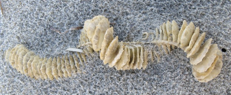 Whelk egg cases – Backyard and Beyond