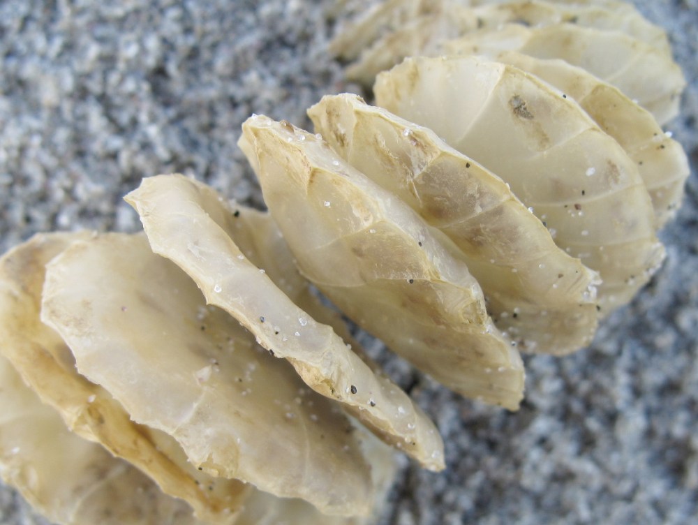 Whelk egg cases – Backyard and Beyond