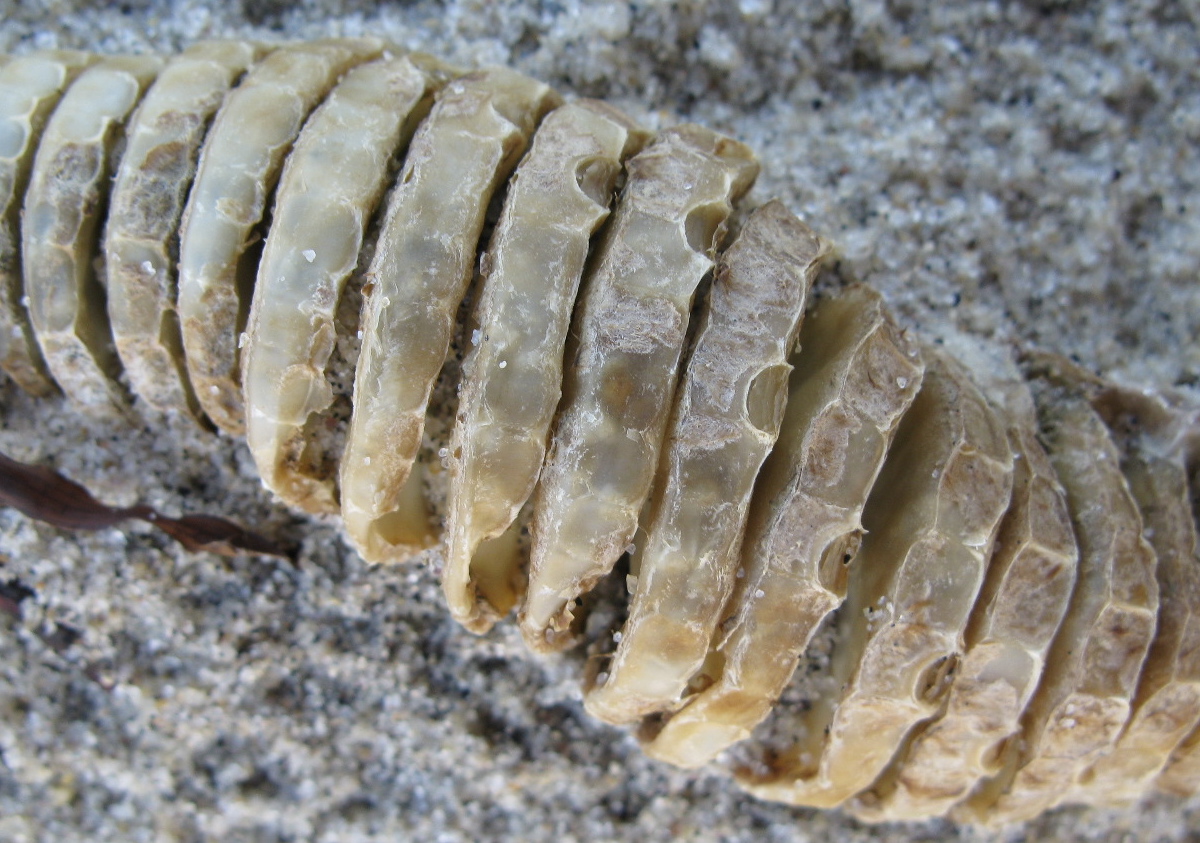 Whelk egg cases – Backyard and Beyond