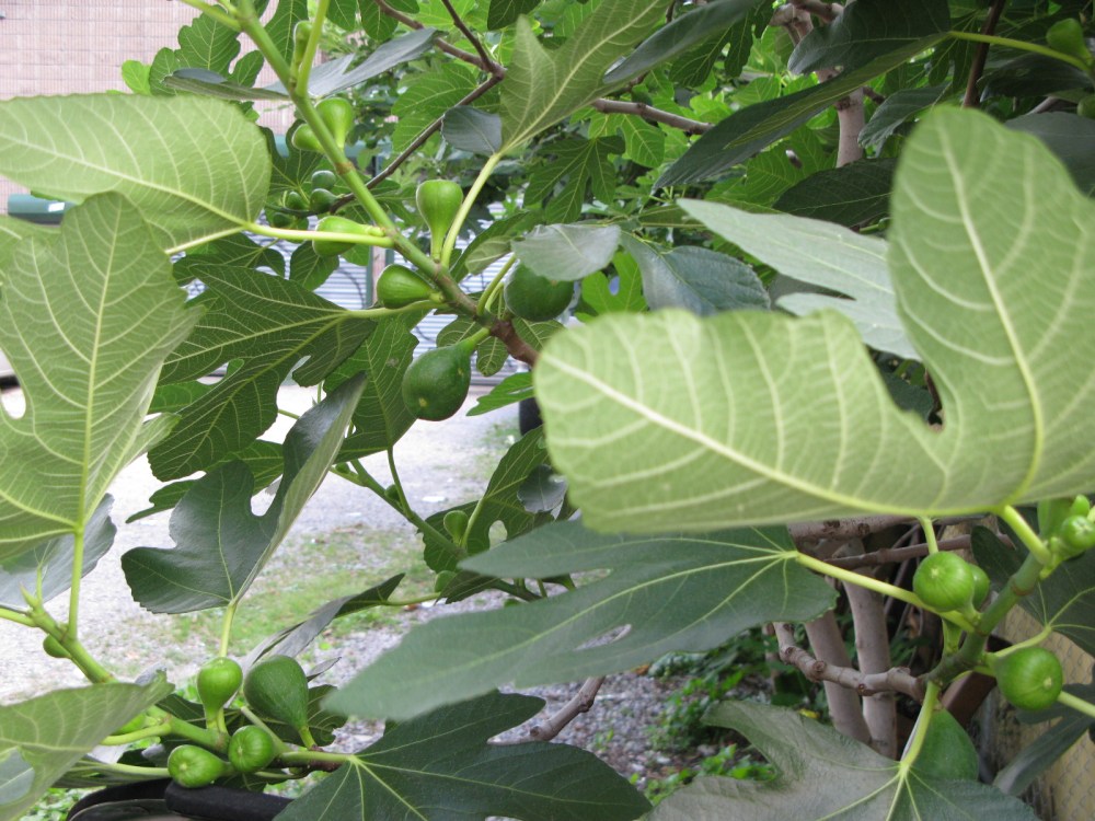 Figs – Backyard and Beyond