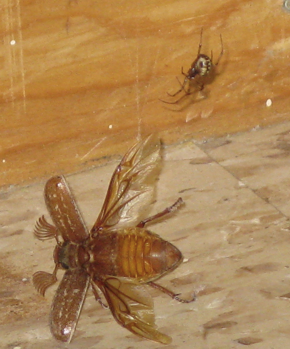 Island Bugs – Backyard and Beyond