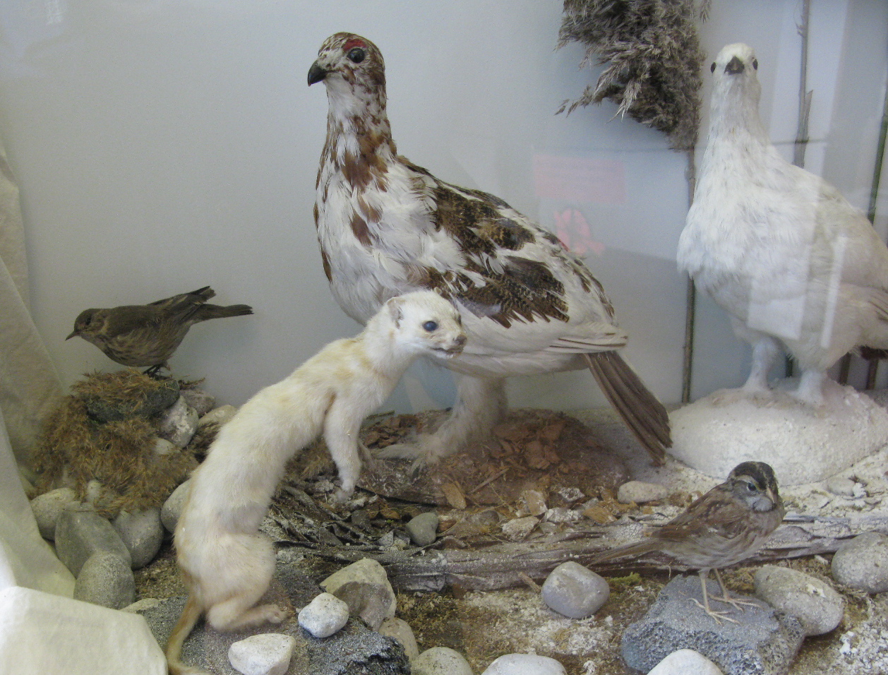 Musée Redpath – Backyard and Beyond