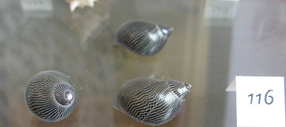 Musée Redpath – Backyard and Beyond