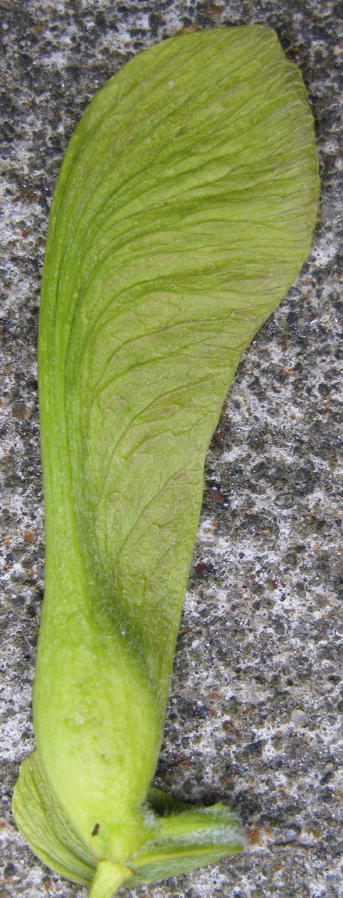 Silver Maple Key – Backyard and Beyond