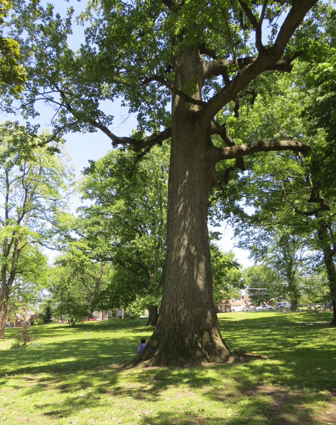 300 Year Old Tulip Tree – Backyard and Beyond