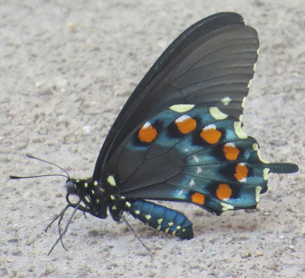 Some Southwestern Insects – Backyard and Beyond