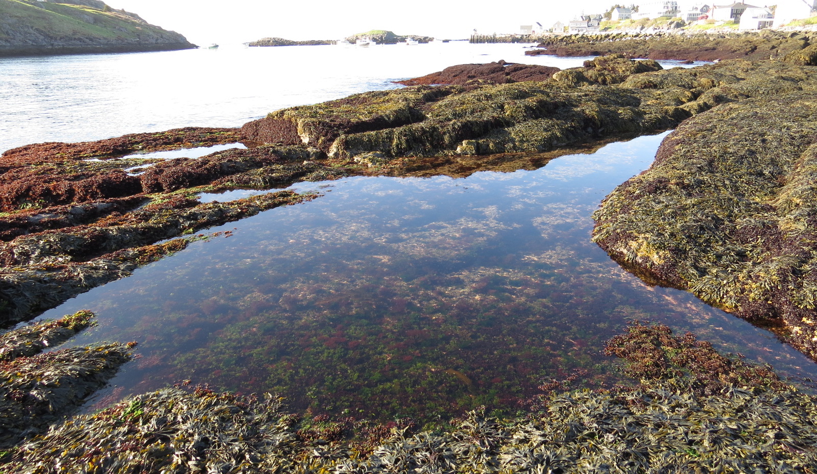 Intertidal Zone – Backyard and Beyond