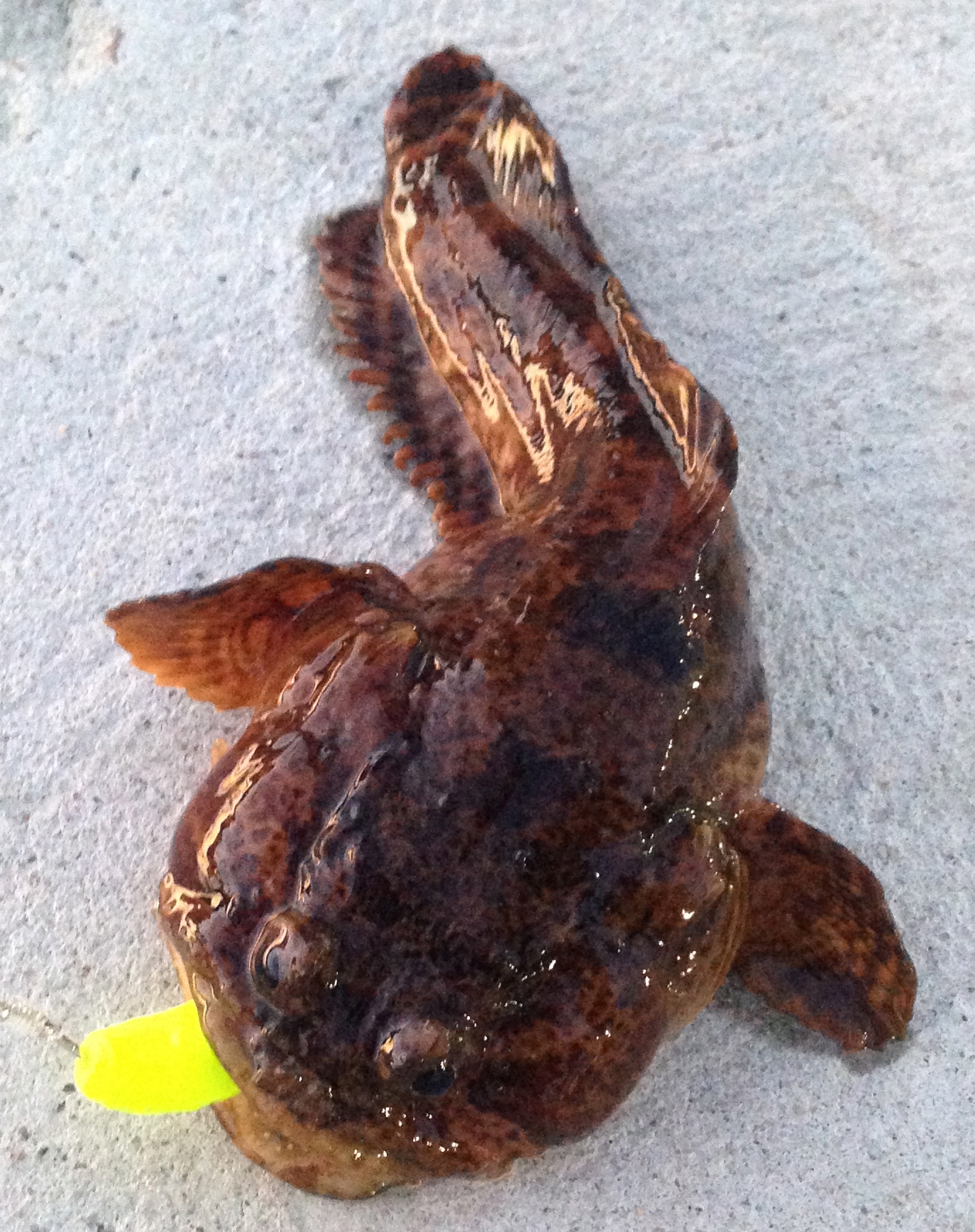 Oyster Toadfish – Backyard and Beyond