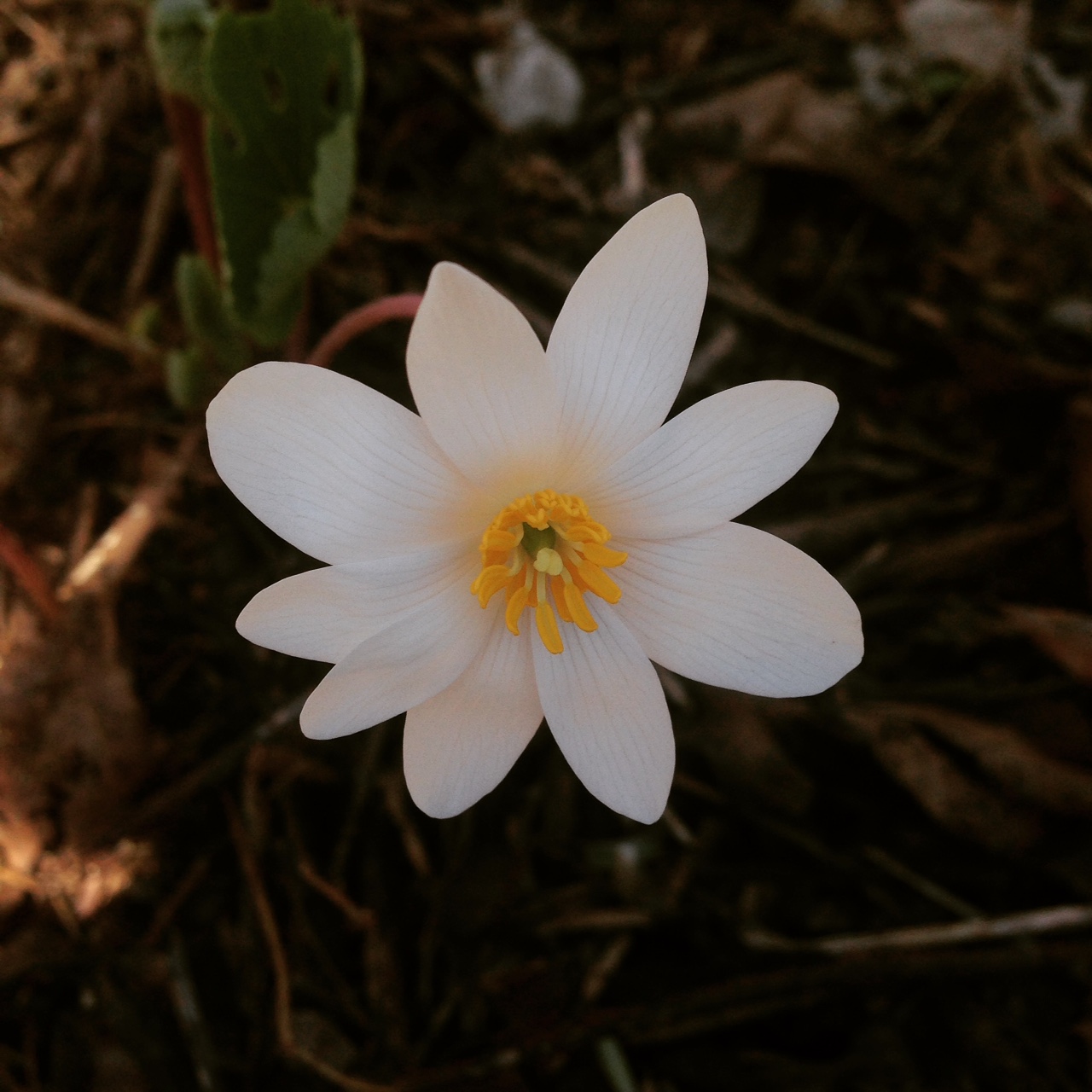 Bloodroot – Backyard and Beyond