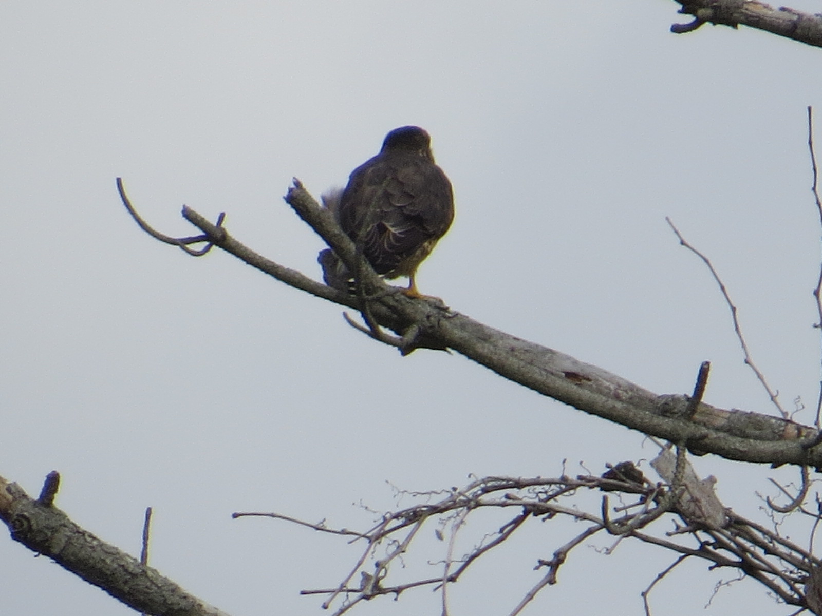 Merlin Hunting – Backyard and Beyond