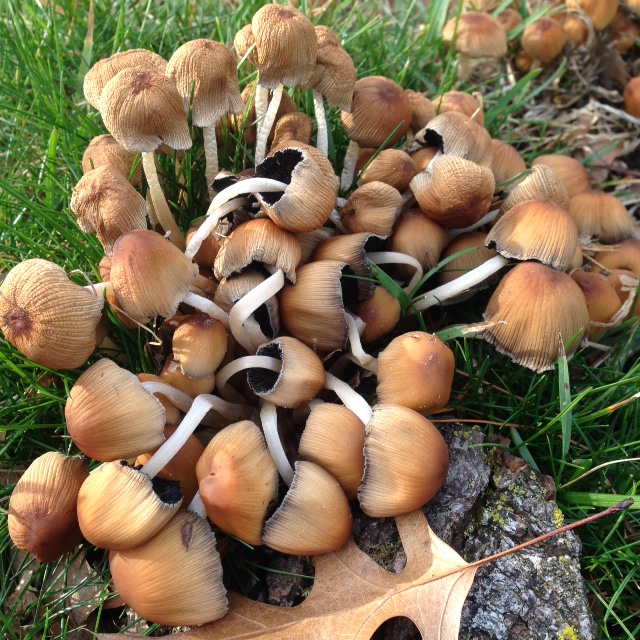 Mushroom Monday – Backyard and Beyond