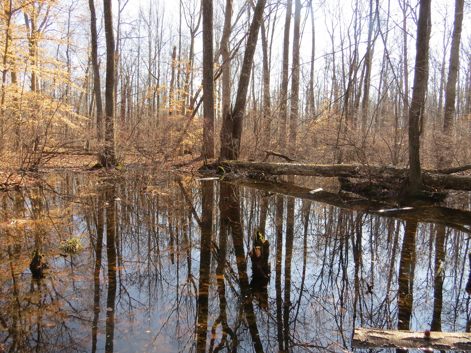 Great Swamp NWR – Backyard and Beyond