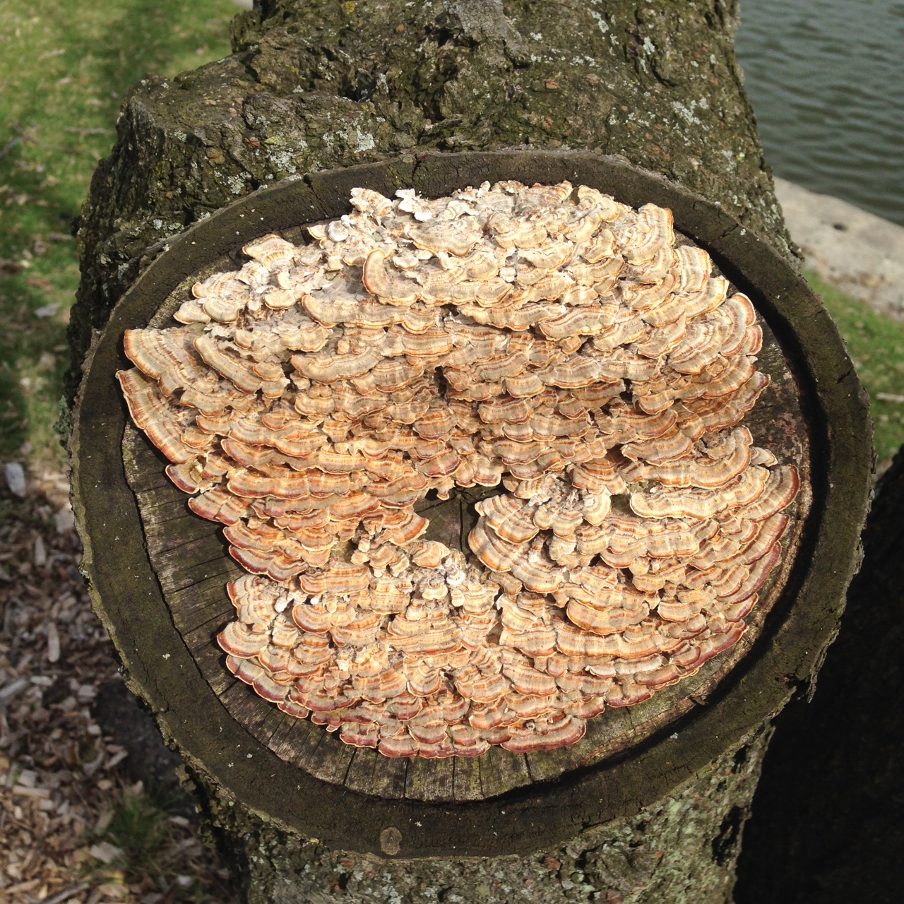 Serried Ranks – Backyard and Beyond