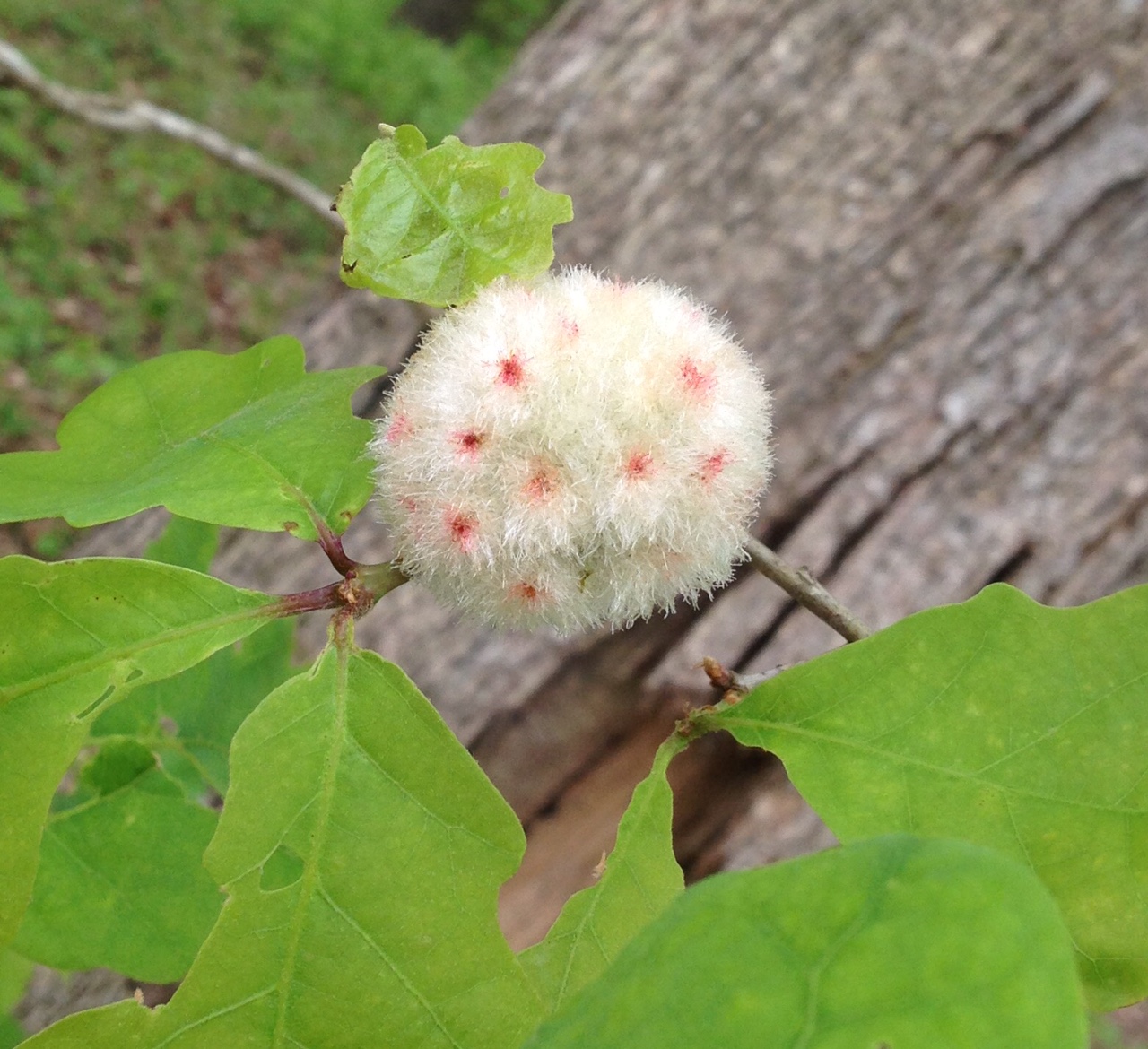 Wool Sower – Backyard and Beyond