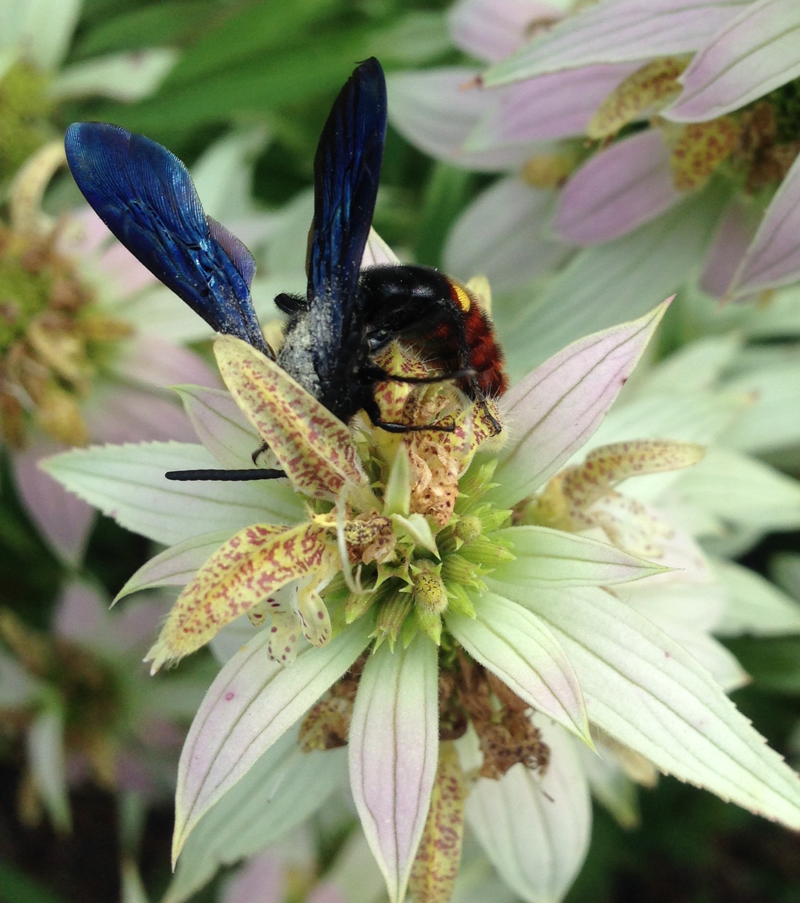 Blue-winged Wasp – Backyard and Beyond