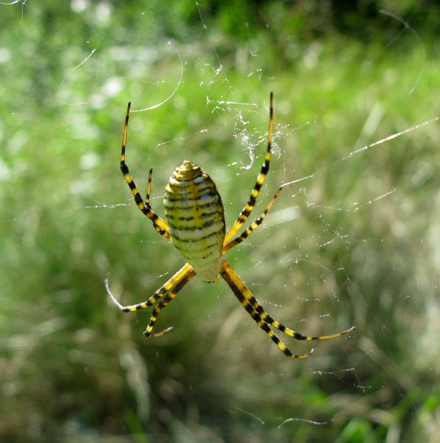 Spiders – Backyard and Beyond