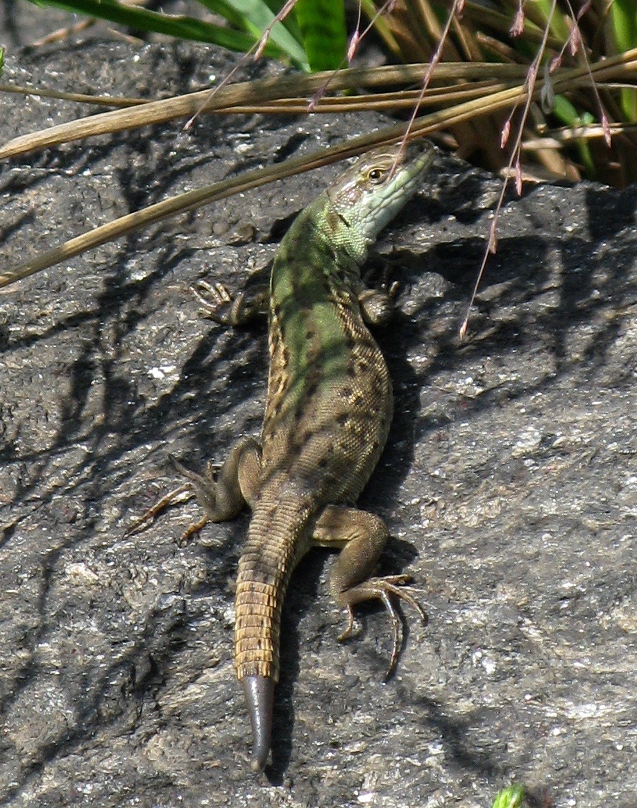 Autotomy – Backyard and Beyond