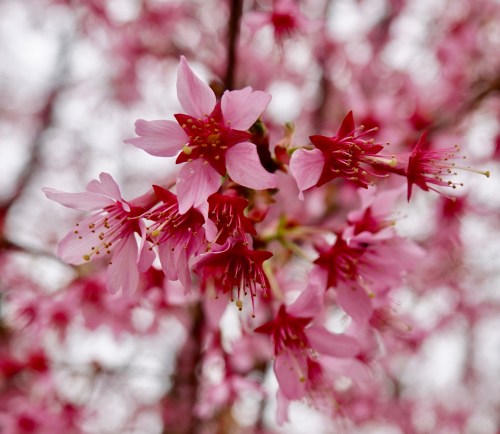 Spring Tanka – Backyard and Beyond