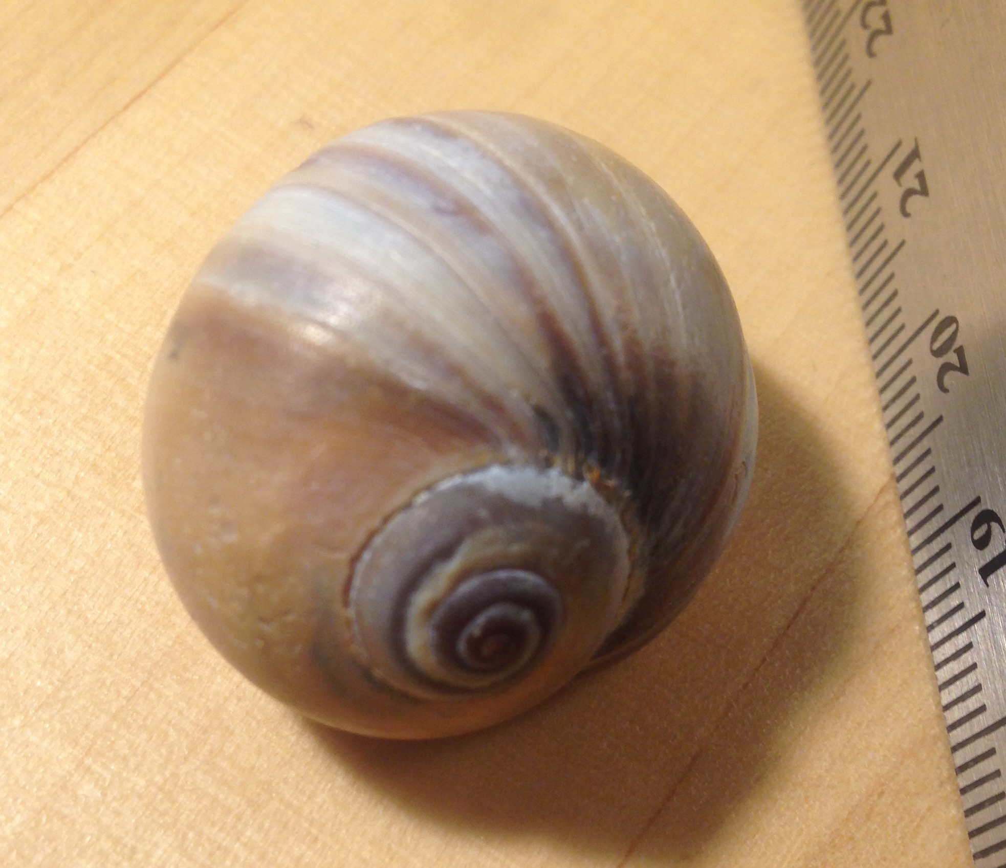 Moon Snails – Backyard and Beyond