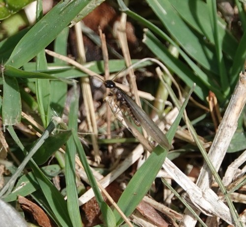 Winged Critters – Backyard and Beyond