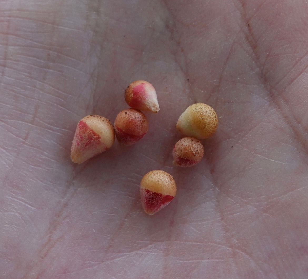 Fall Galls – Backyard and Beyond