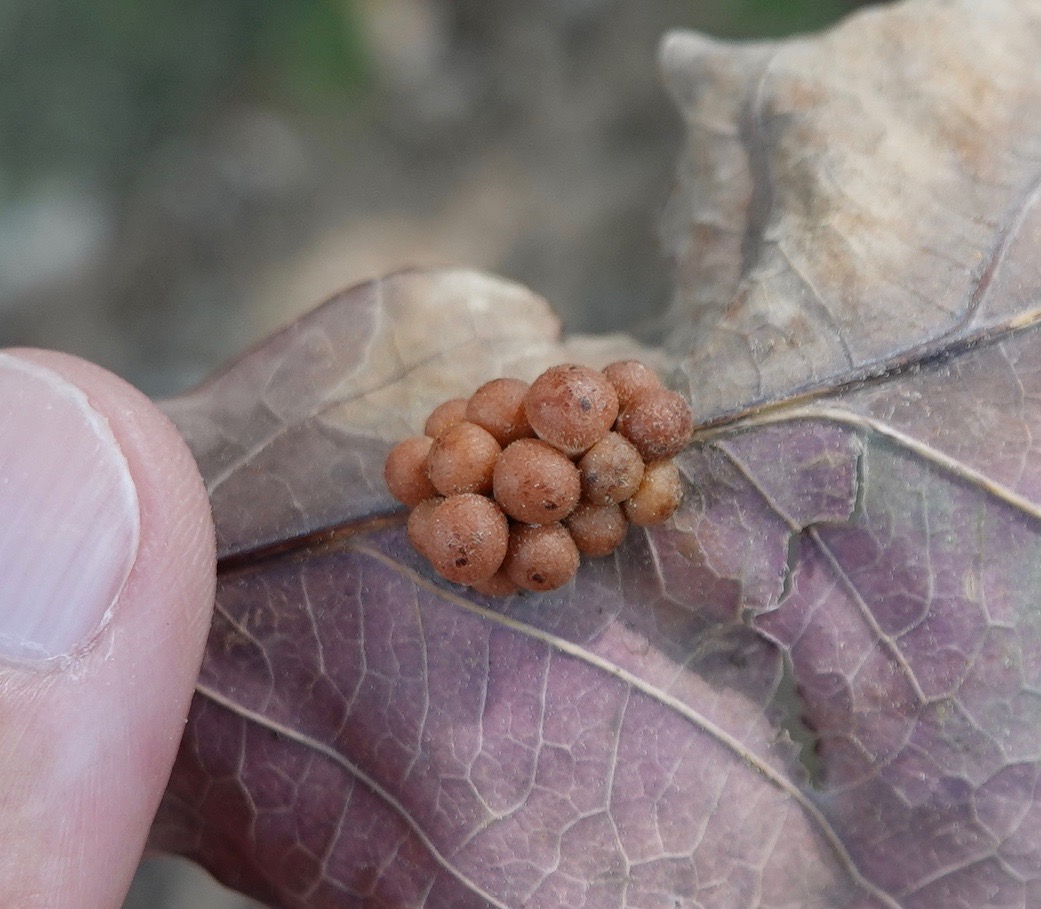 Fall Galls – Backyard and Beyond