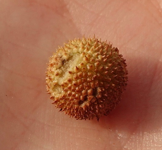 Fall Galls – Backyard and Beyond