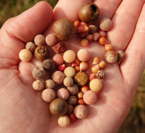 Fall Galls – Backyard and Beyond