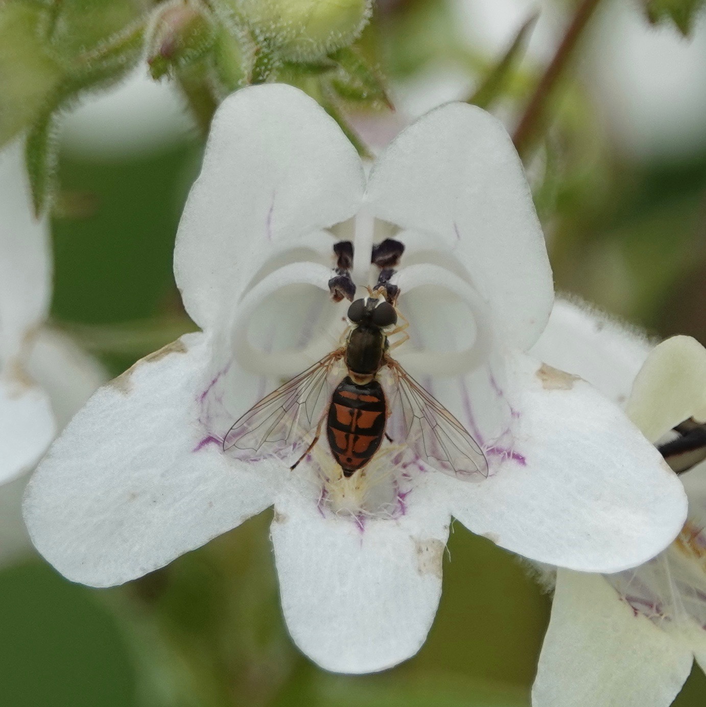 Recent Pollination Events – Backyard and Beyond
