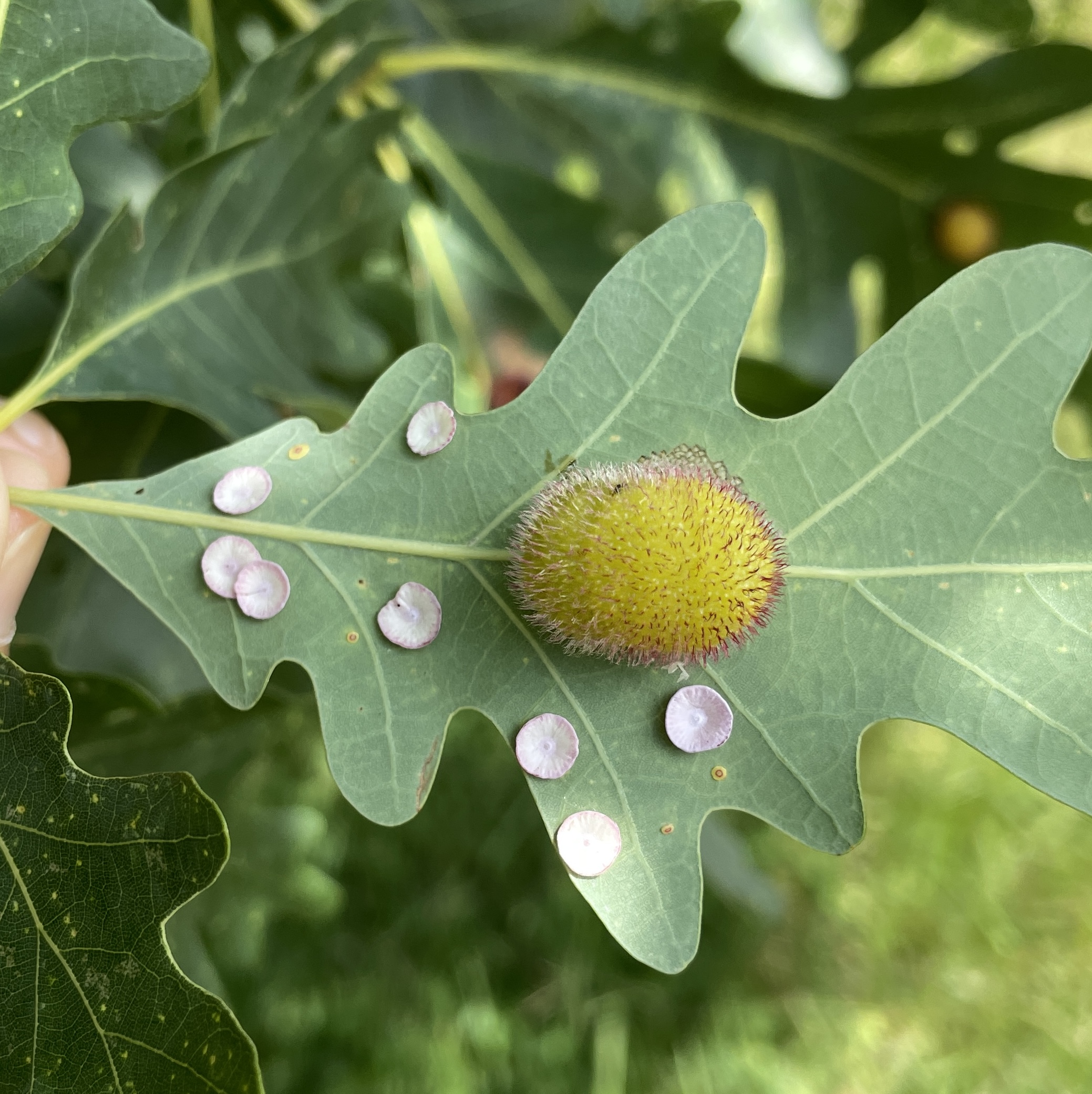 Gall Update – Backyard and Beyond