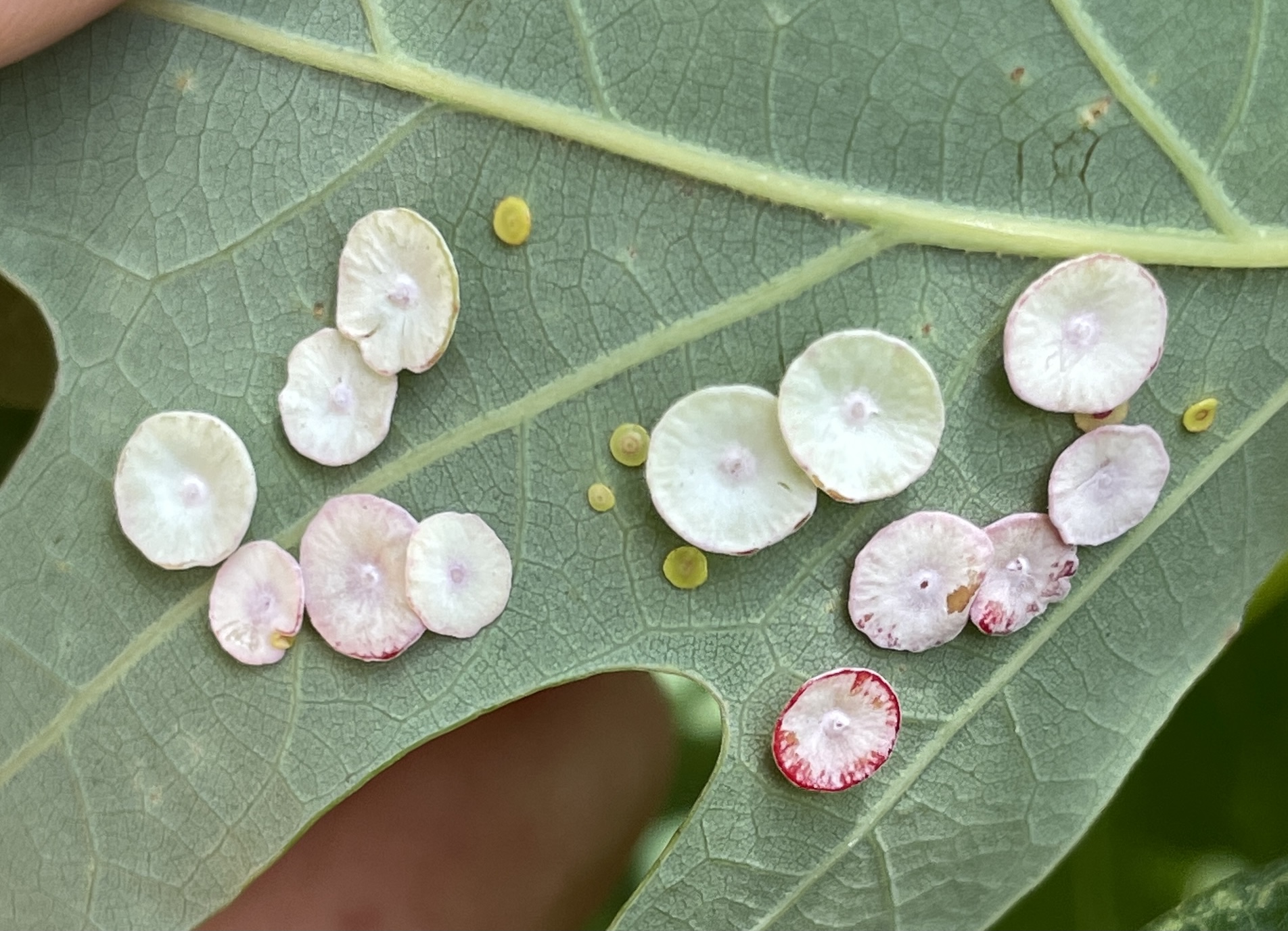 Gall Update – Backyard and Beyond