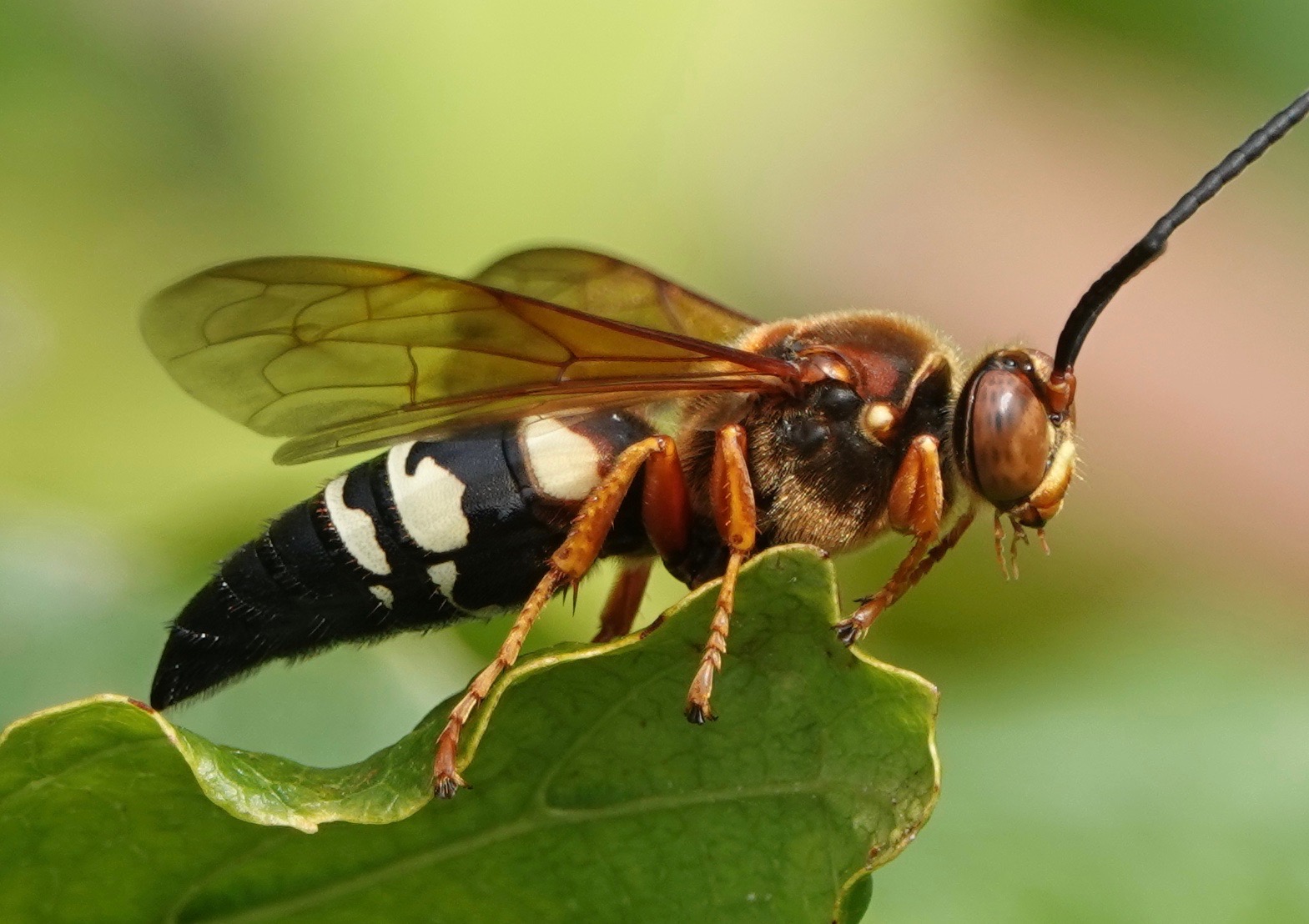 Giant Wasp Summer Time – Backyard and Beyond