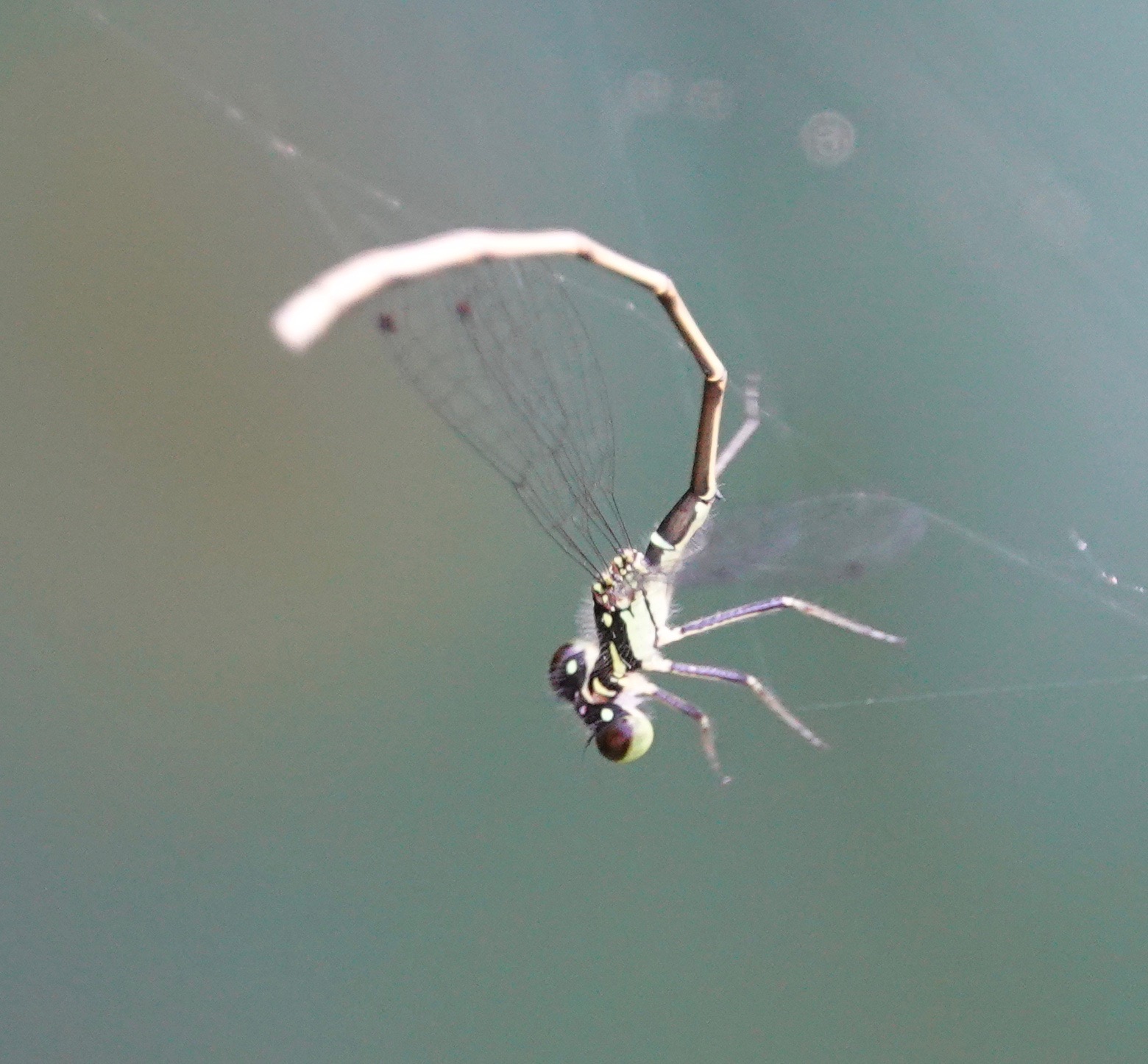 Some Spiders, Etc. – Backyard and Beyond