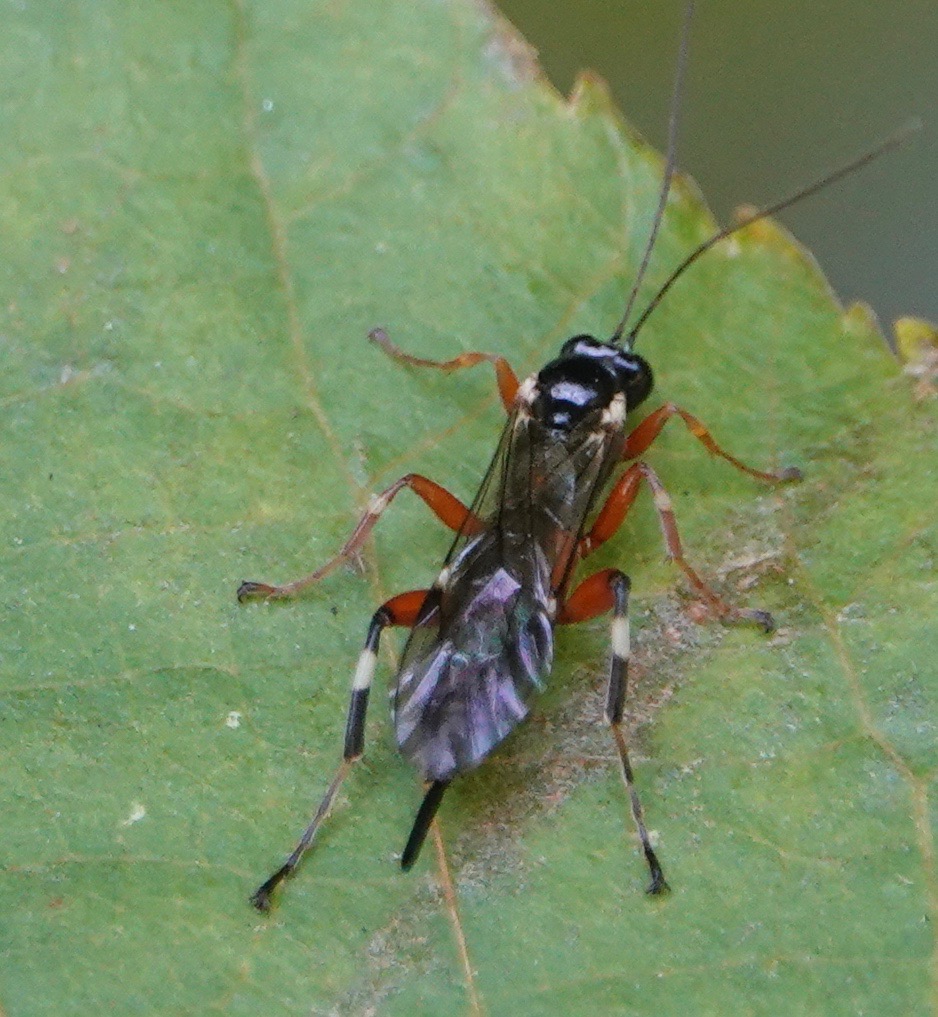 Fall’s Parasitic Wasps – Backyard and Beyond