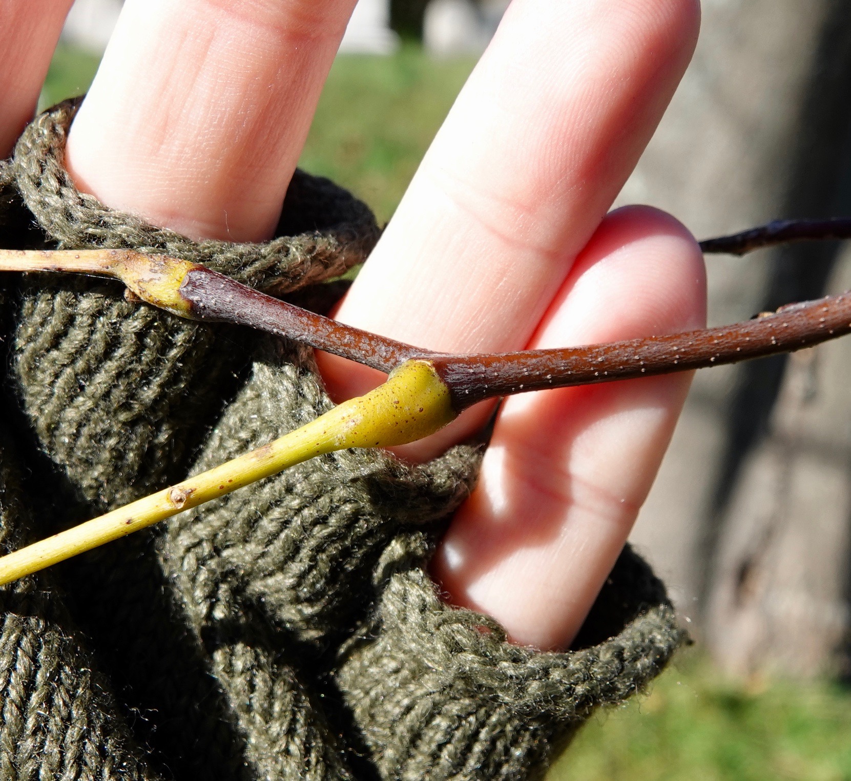 Petiole Junction – Backyard and Beyond