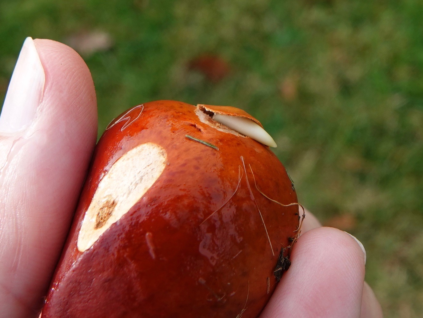Buckeyes & Conkers – Backyard and Beyond