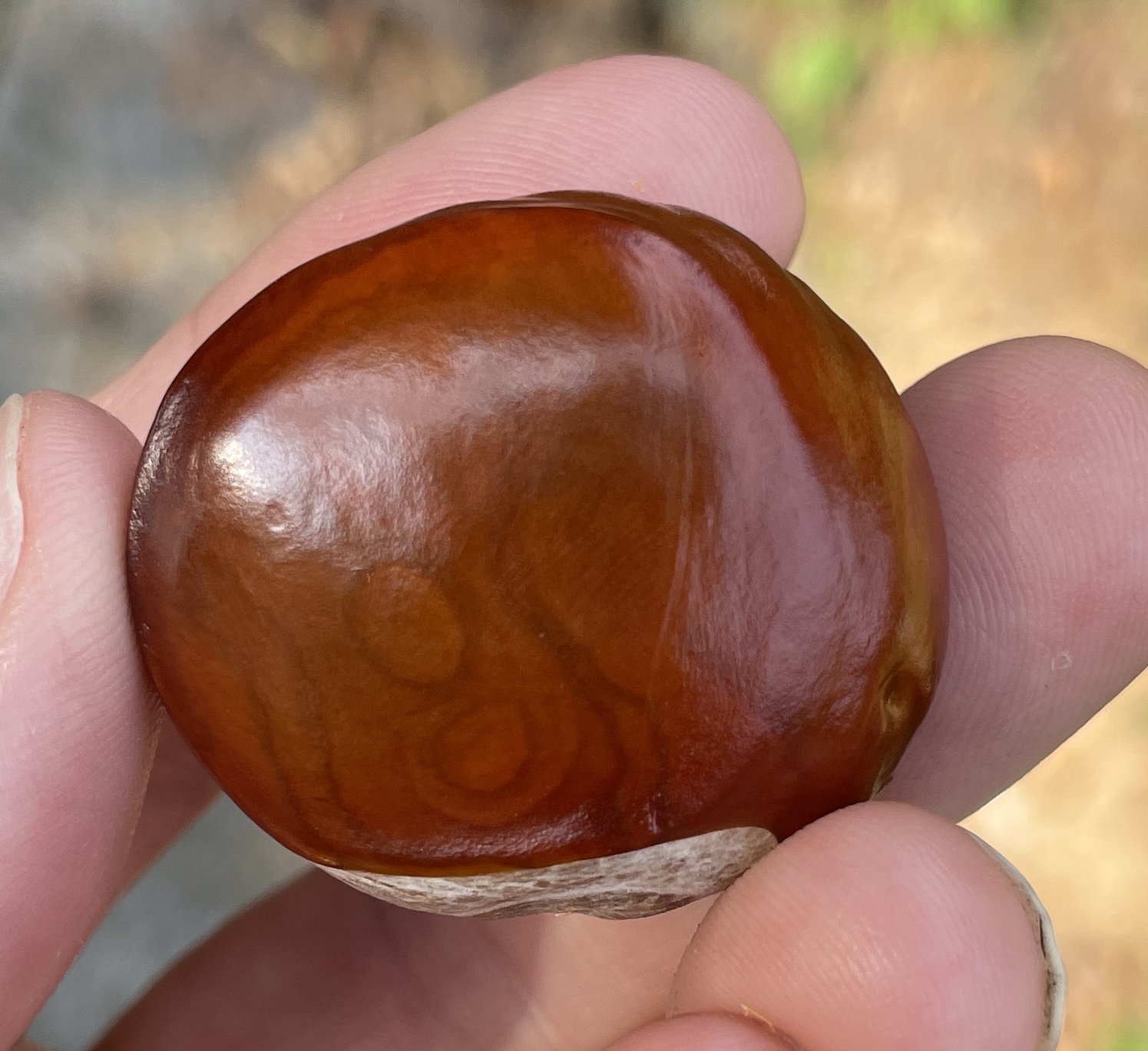 Buckeyes & Conkers – Backyard and Beyond