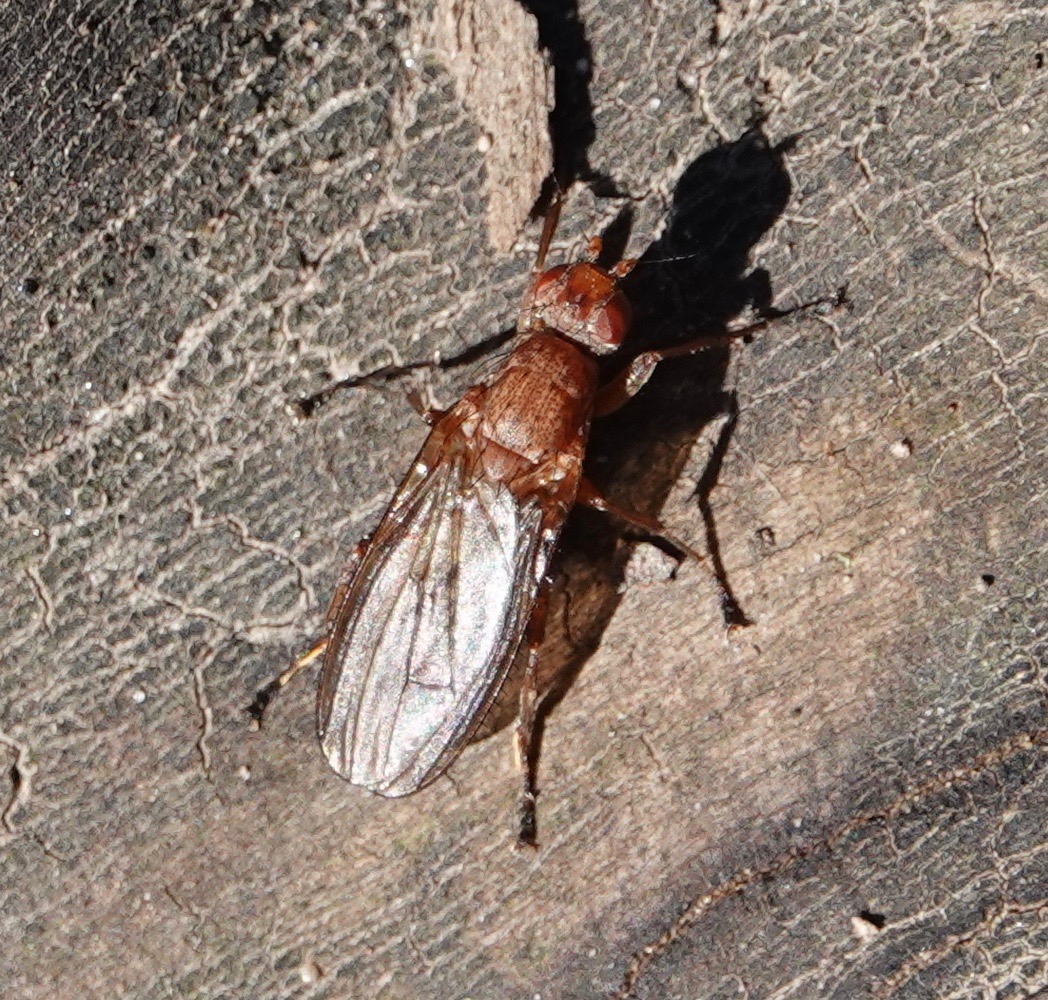 December Flies? – Backyard and Beyond