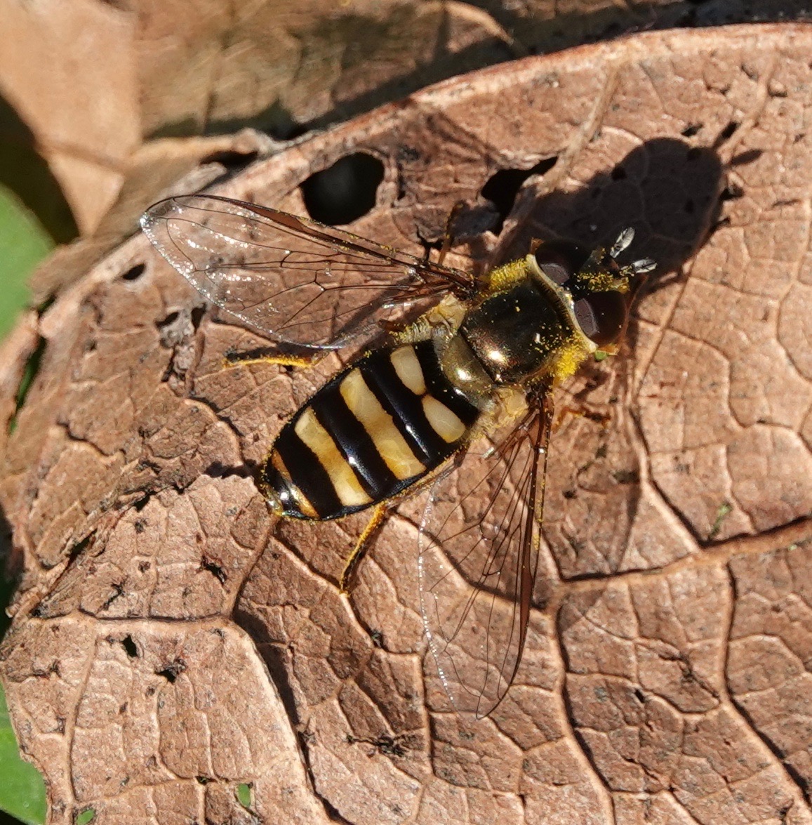 December Flies? – Backyard and Beyond