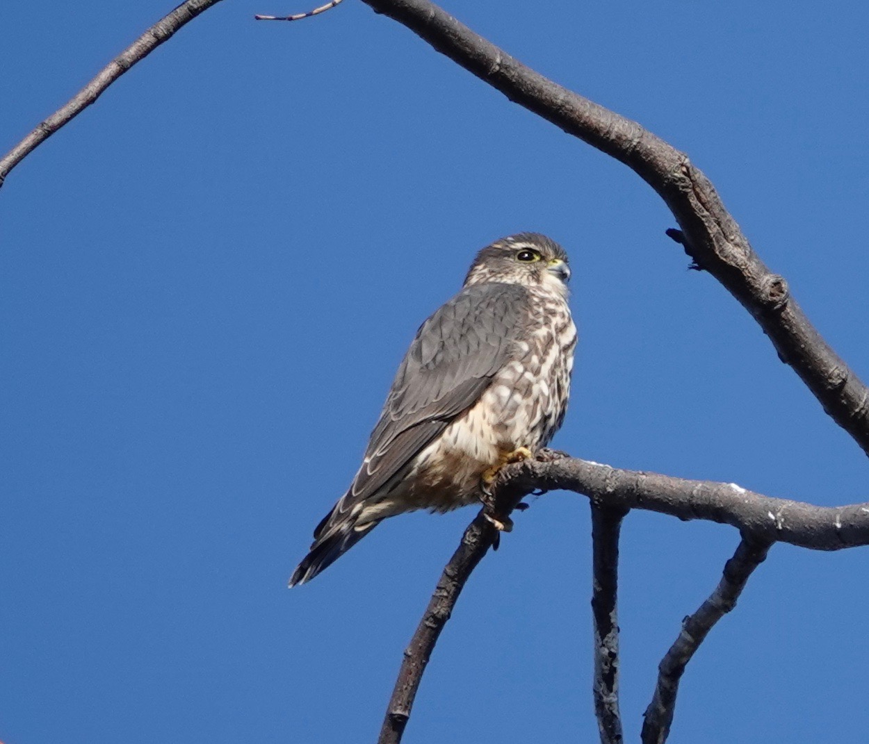 More Falcons – Backyard and Beyond