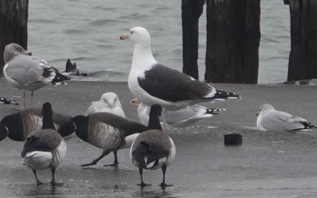 Gull Sizes – Backyard and Beyond