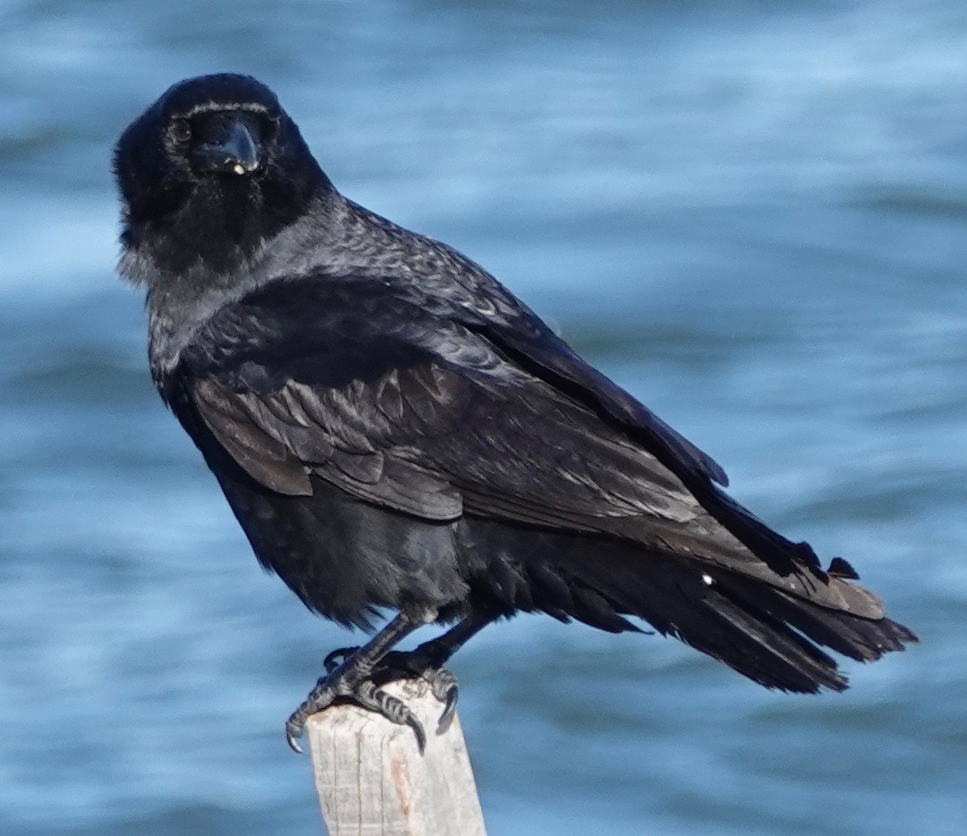 Crow Studies – Backyard and Beyond