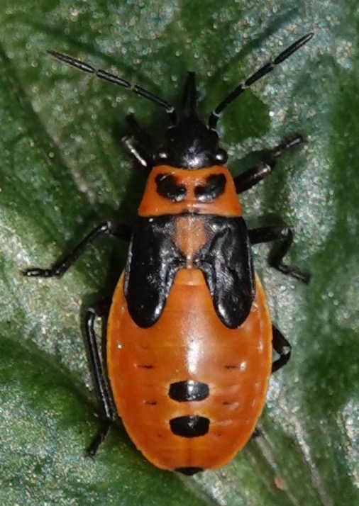 Insect Fashion – Backyard and Beyond