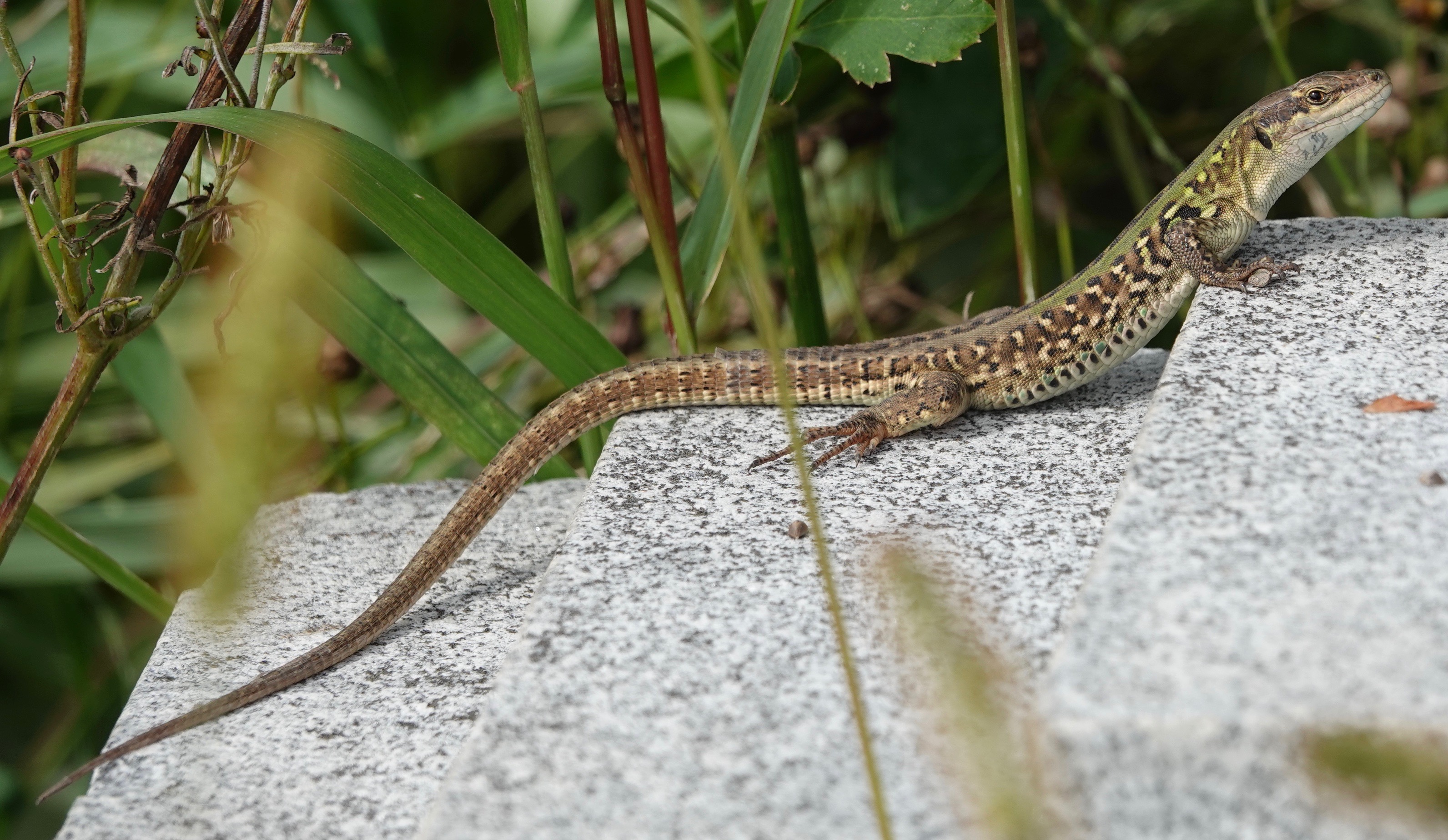 Expanding Lizards – Backyard and Beyond