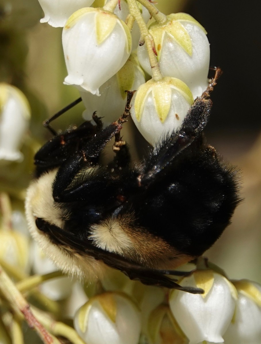 First Bees – Backyard and Beyond