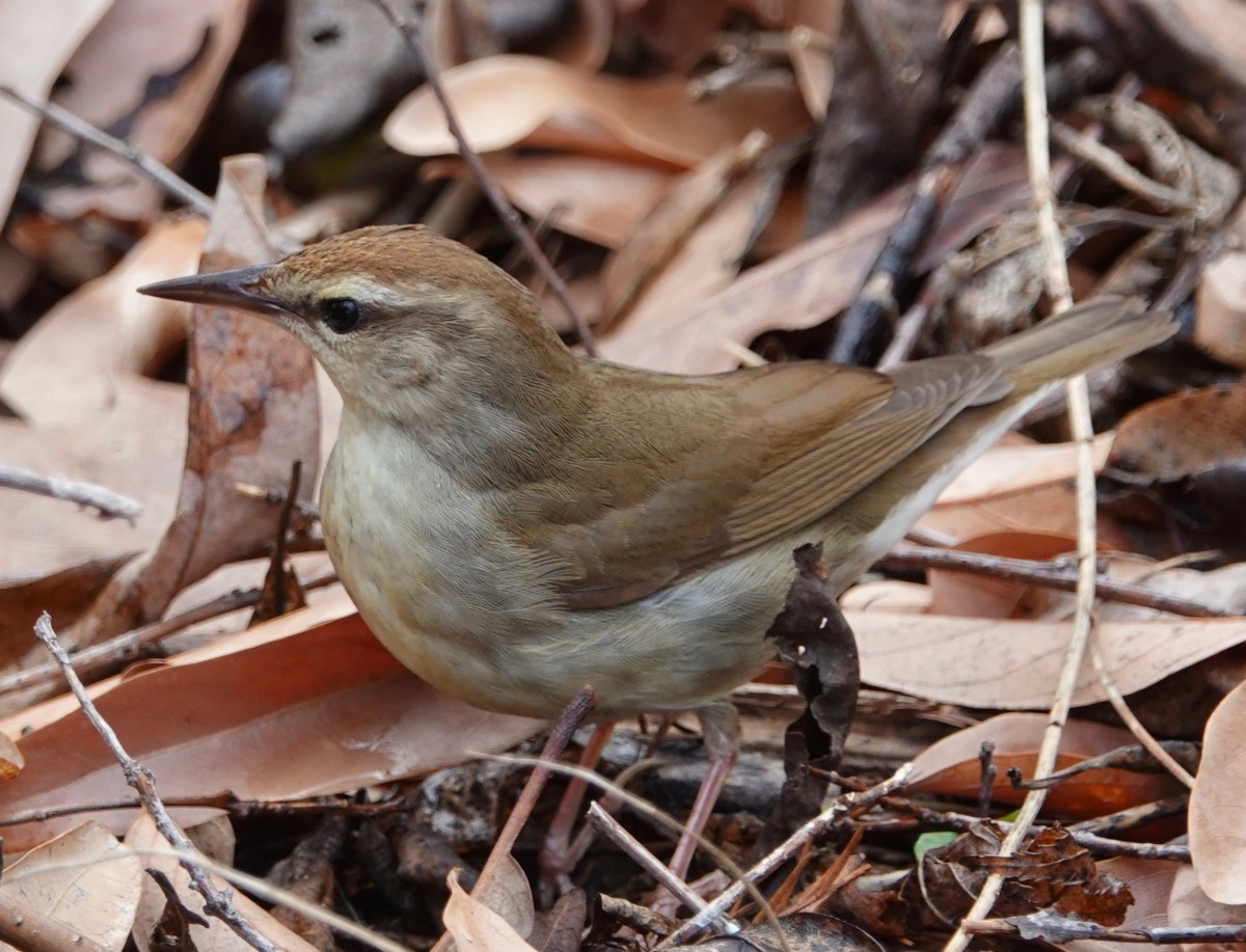 Swainson’s Warbler – Backyard and Beyond
