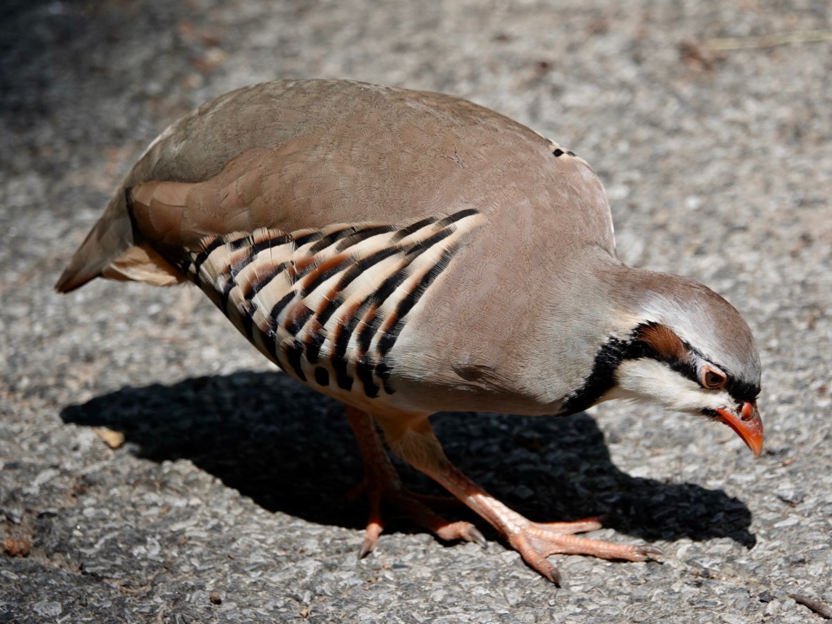 What a Chukar – Backyard and Beyond