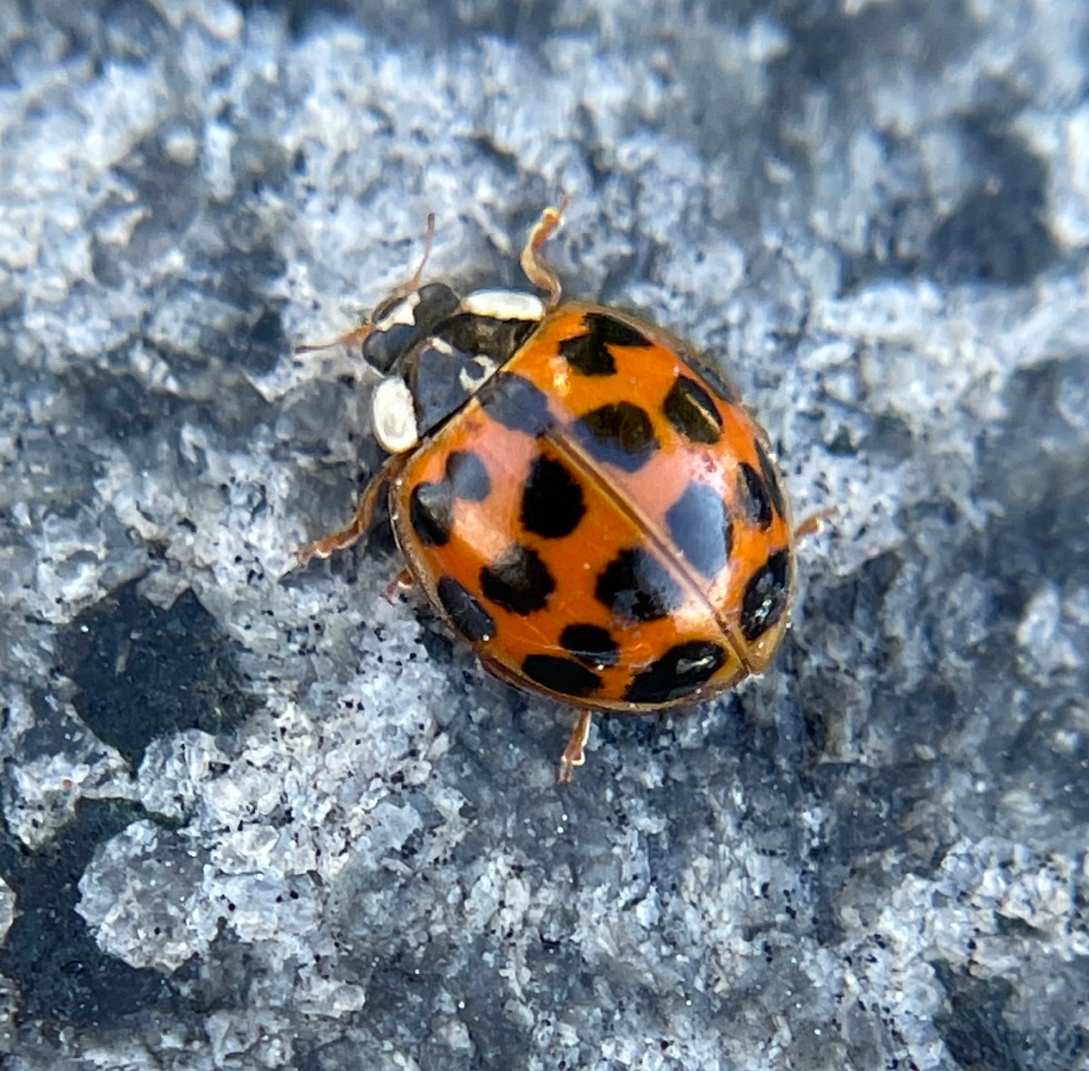 Ladybug Weather – Backyard and Beyond