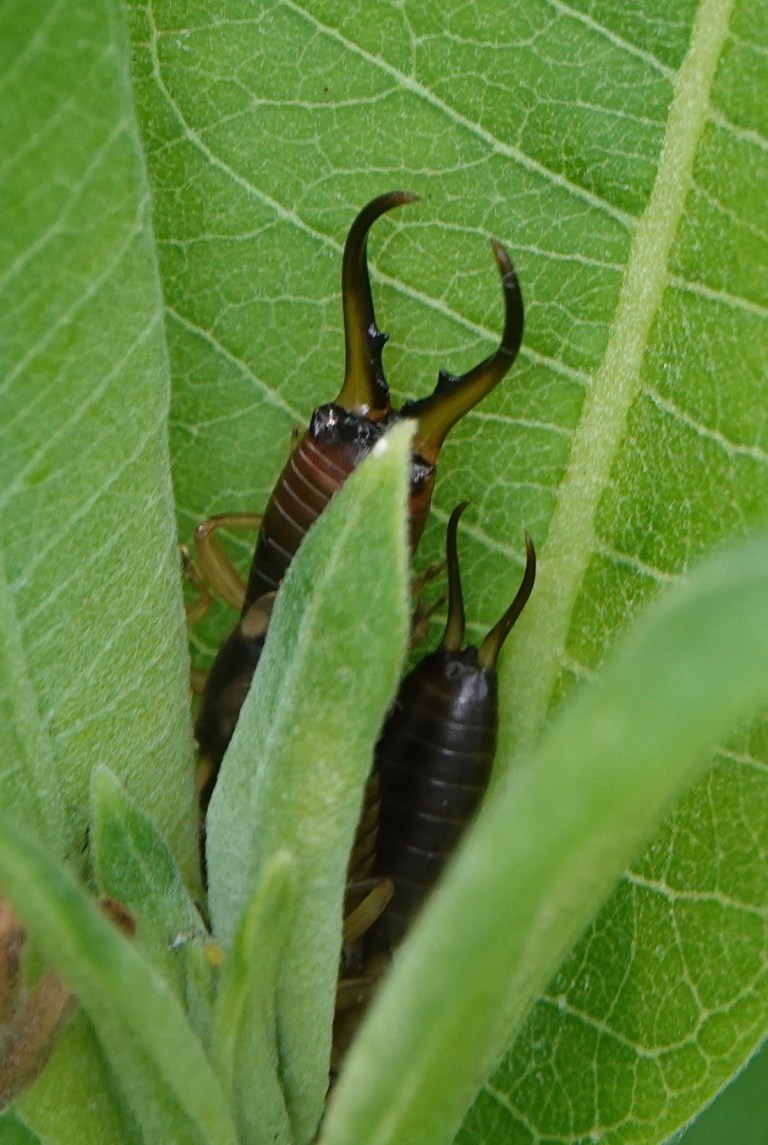 Backyard and Beyond – Starting out from Brooklyn, an amateur naturalist ...